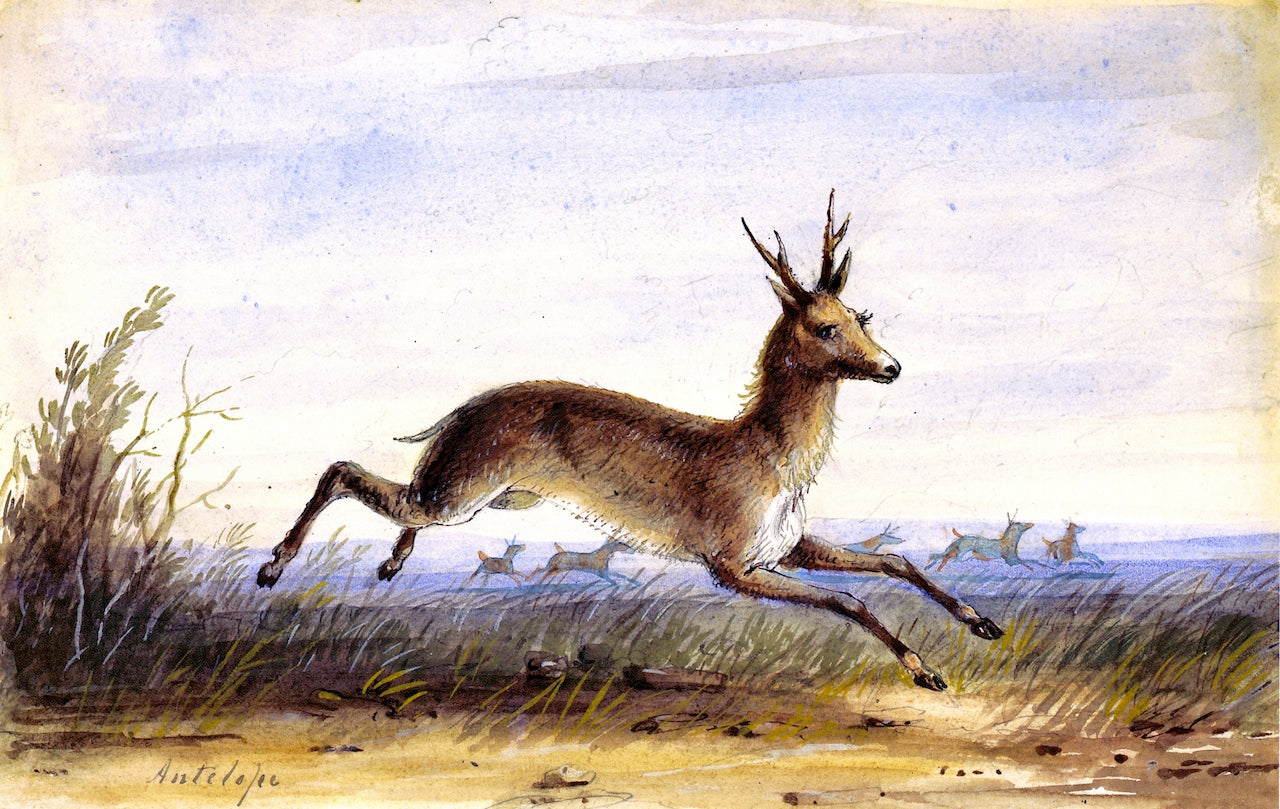 Antelope, vintage artwork by Alfred Jacob Miller, A3 (16x12") Poster P ...
