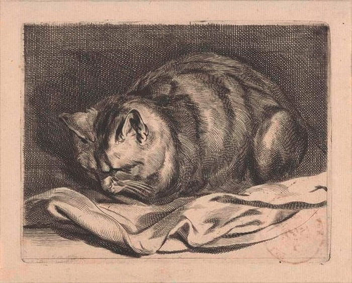 Cat Sleeping, vintage artwork by Cornelis Visscher, vintage art, A3 (1 ...