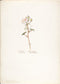 Spotted Mallow Malvastrum rotundifolium May 25, 1912-Margaret, vintage